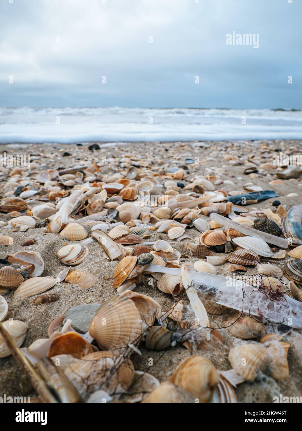 Close up of various different sea shells washed on shore at a beach on ...