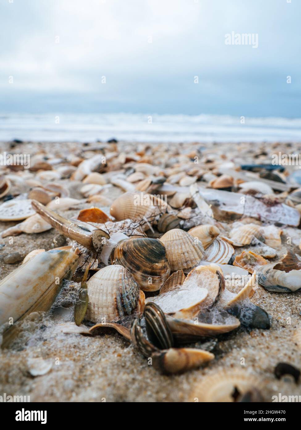 Close up of various different sea shells washed on shore at a beach on ...