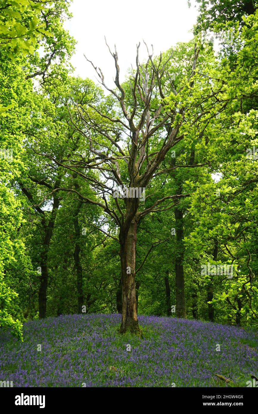 Tree surrounded by bluebells Stock Photo - Alamy