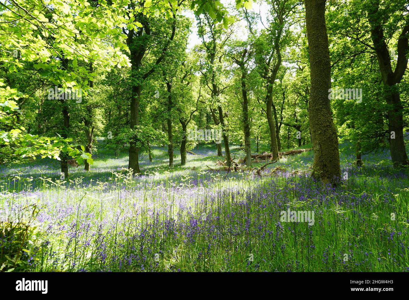 Bluebells among trees hi-res stock photography and images - Alamy