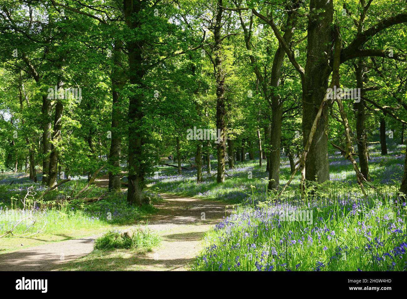 Dappled shade on a woodland path Stock Photo - Alamy