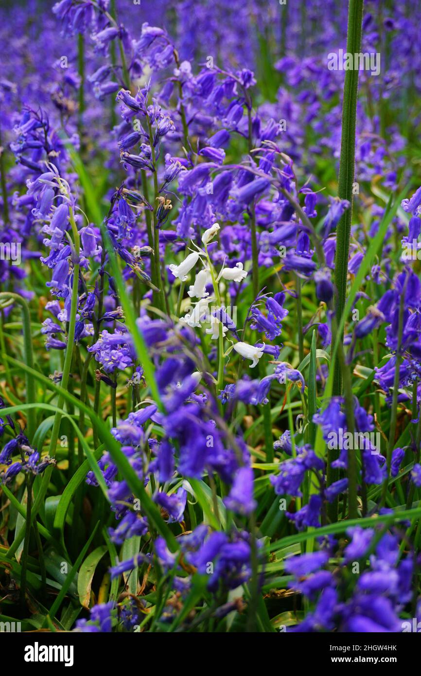 White bluebells hi-res stock photography and images - Alamy