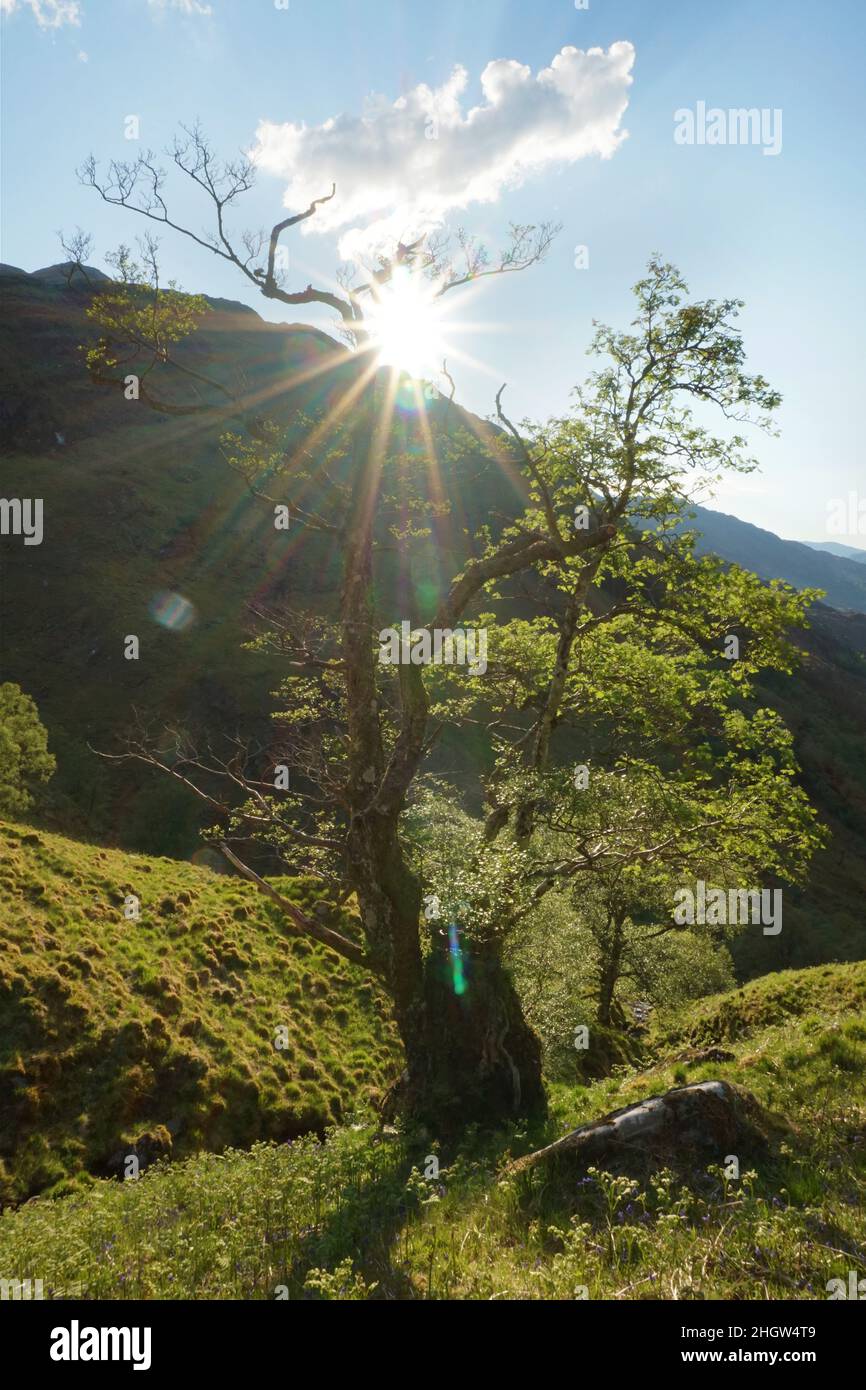 The sun shines through tree branches Stock Photo - Alamy