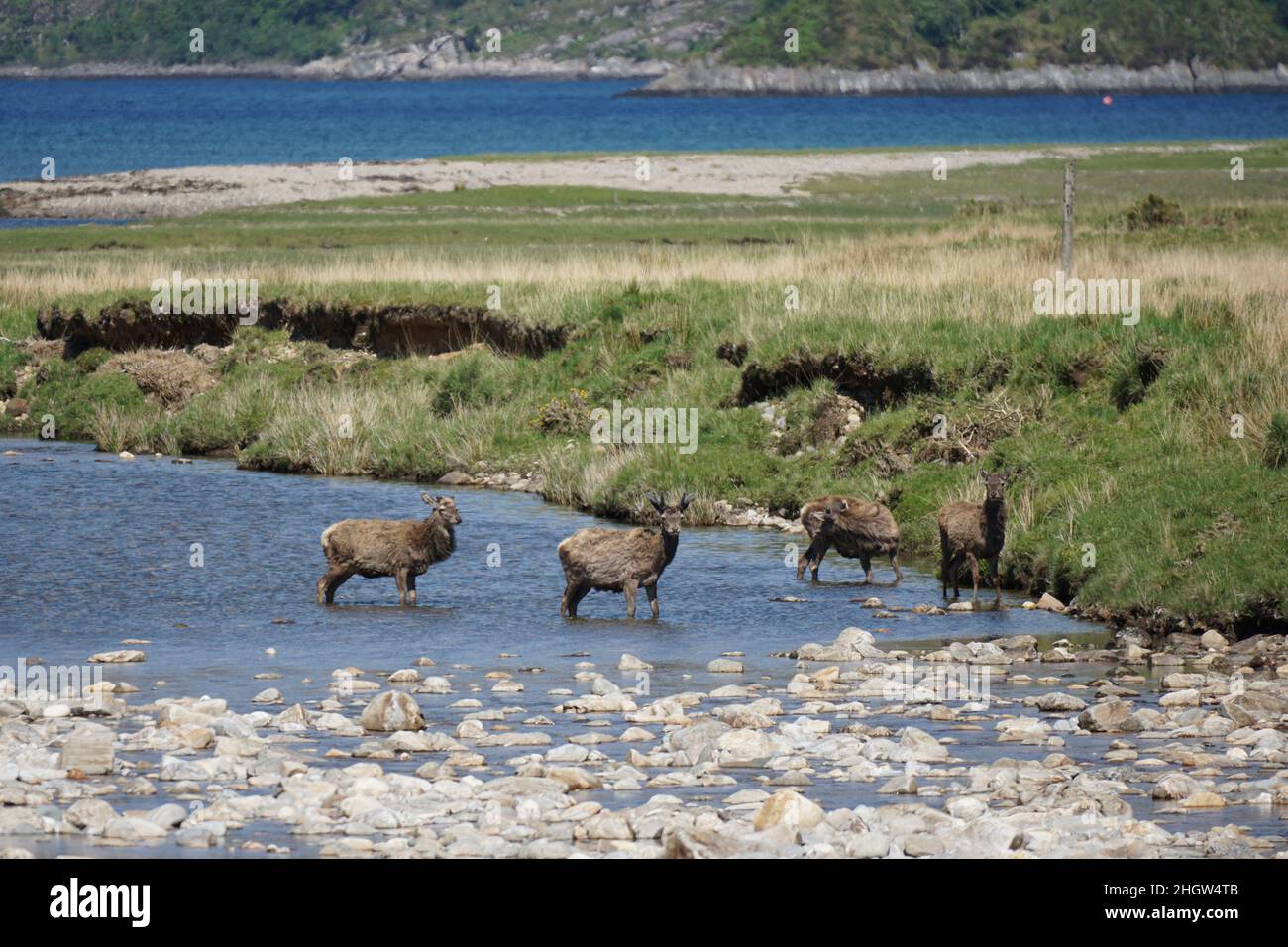 Deer standing in a stream Stock Photo - Alamy