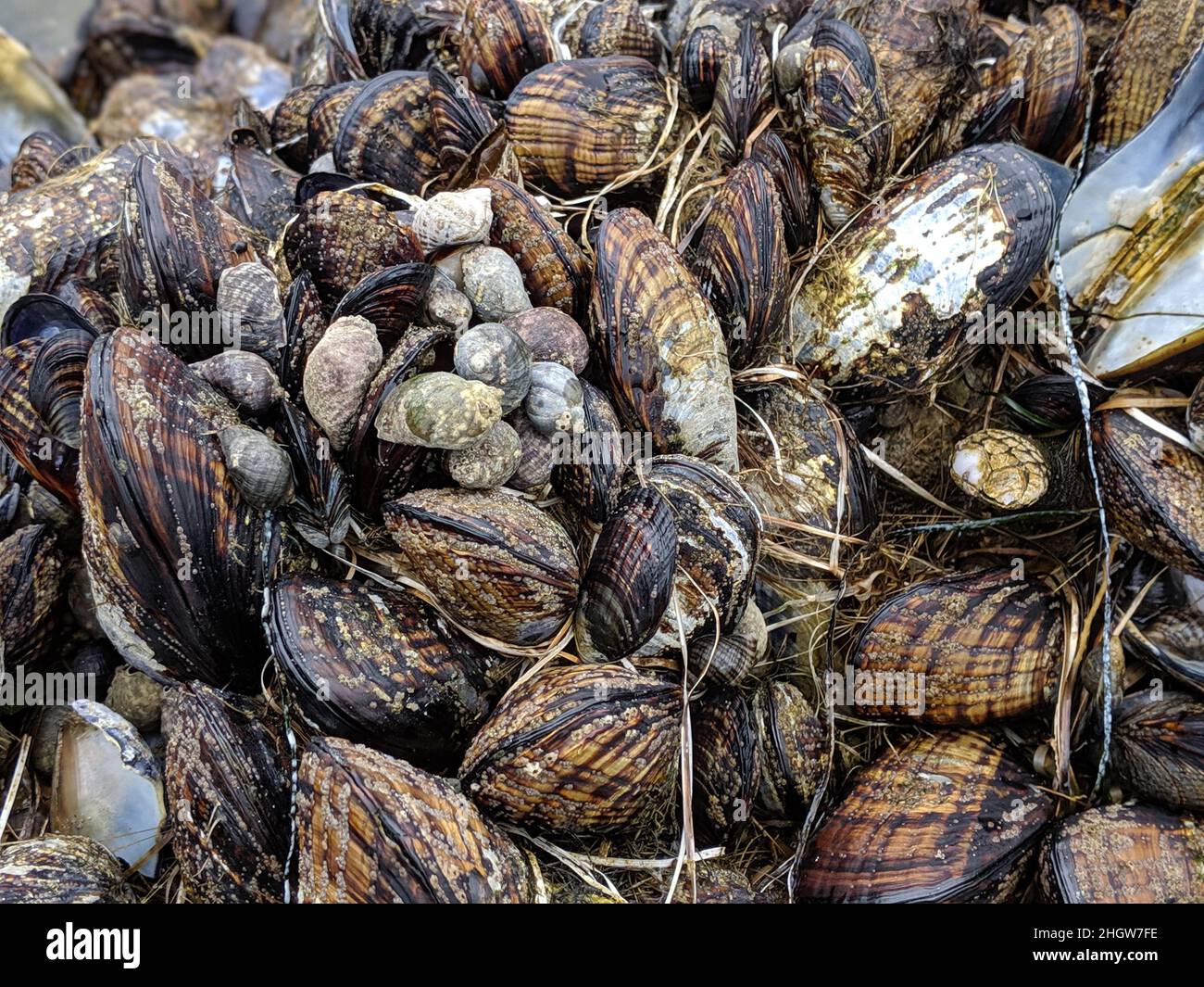 Barnacles and shells on rock Stock Photo - Alamy