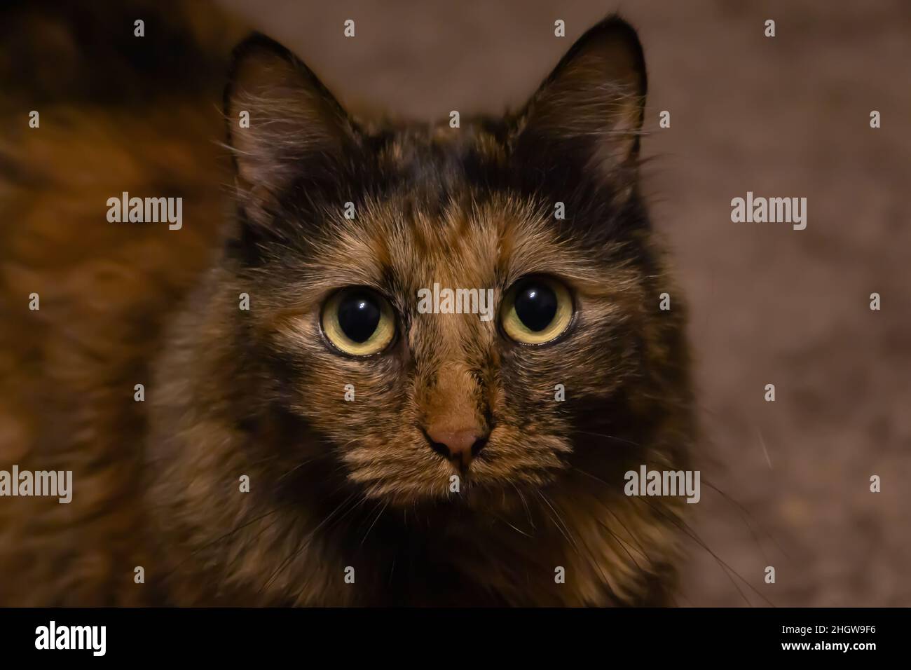 The muzzle of domestic fluffy tortoiseshell cat. Closeup photo Stock ...