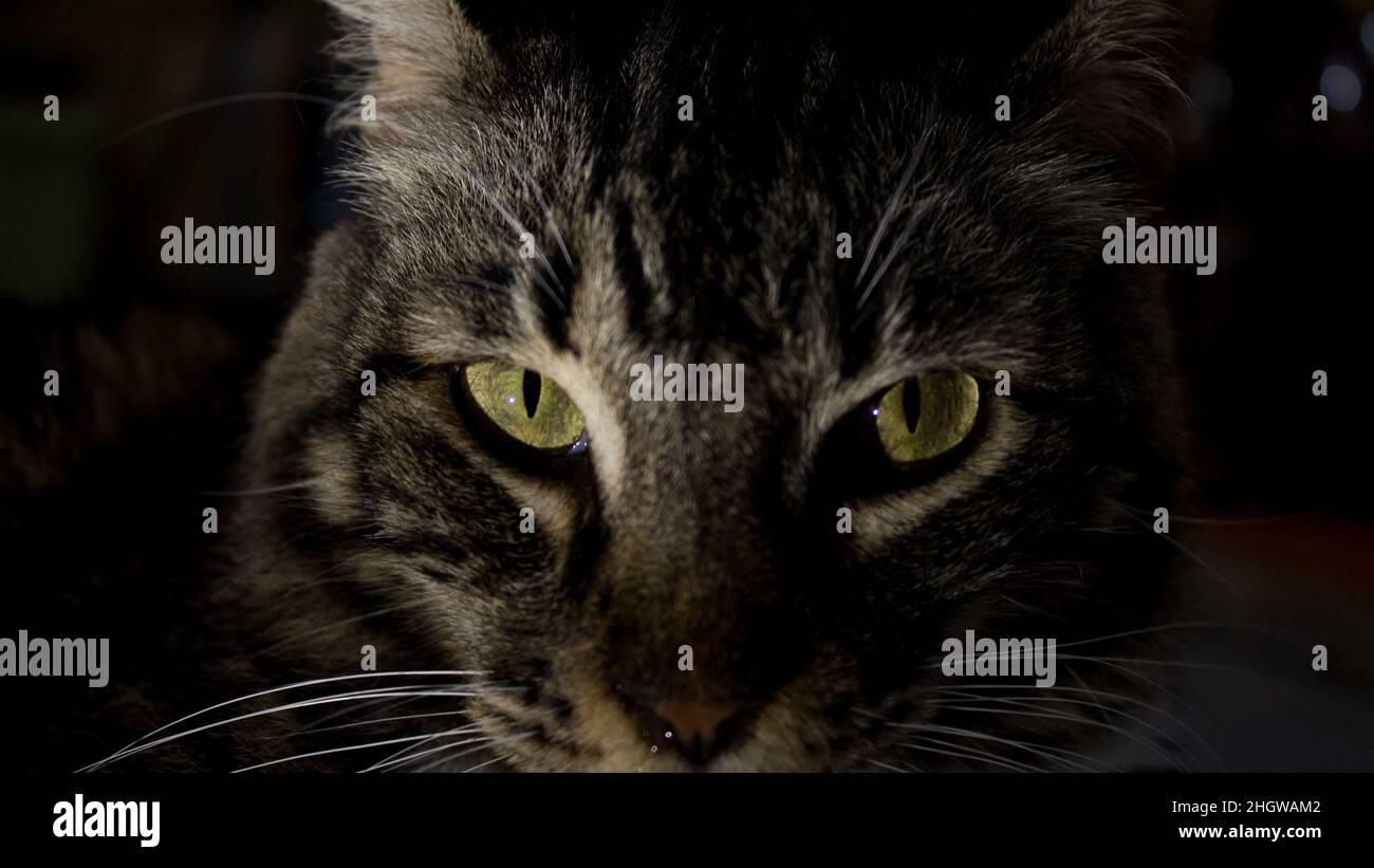 Cat staring at camera with green eyes Stock Photo - Alamy