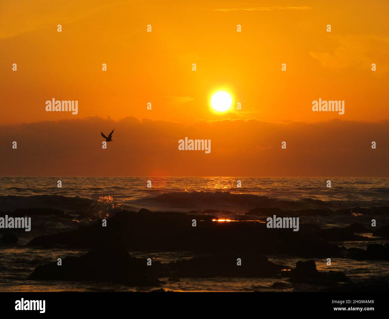 Sunset sea ocean bird hi-res stock photography and images - Alamy