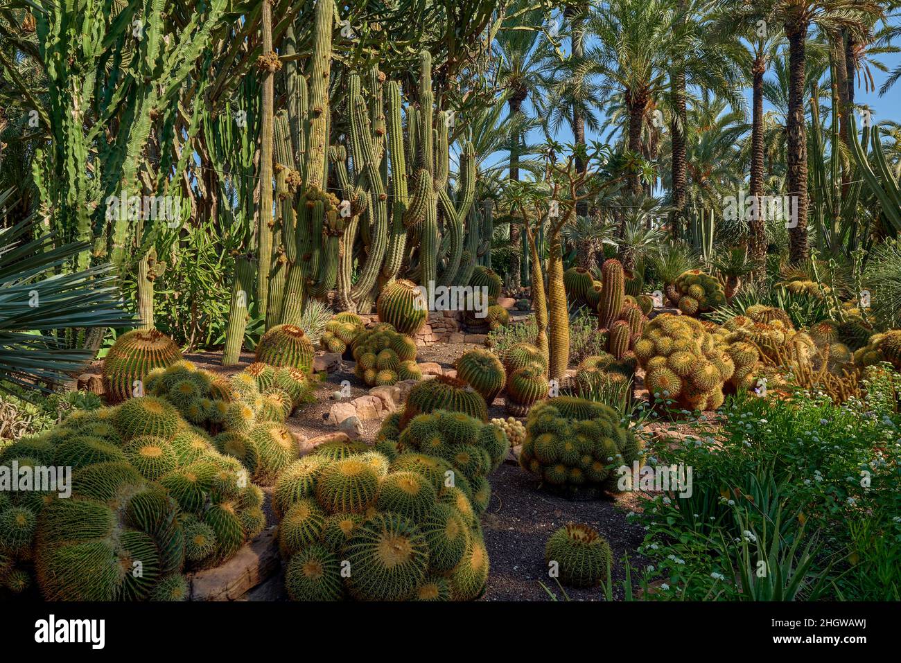 The Huerto del Cura Garden was declared a National Artistic Garden in ...