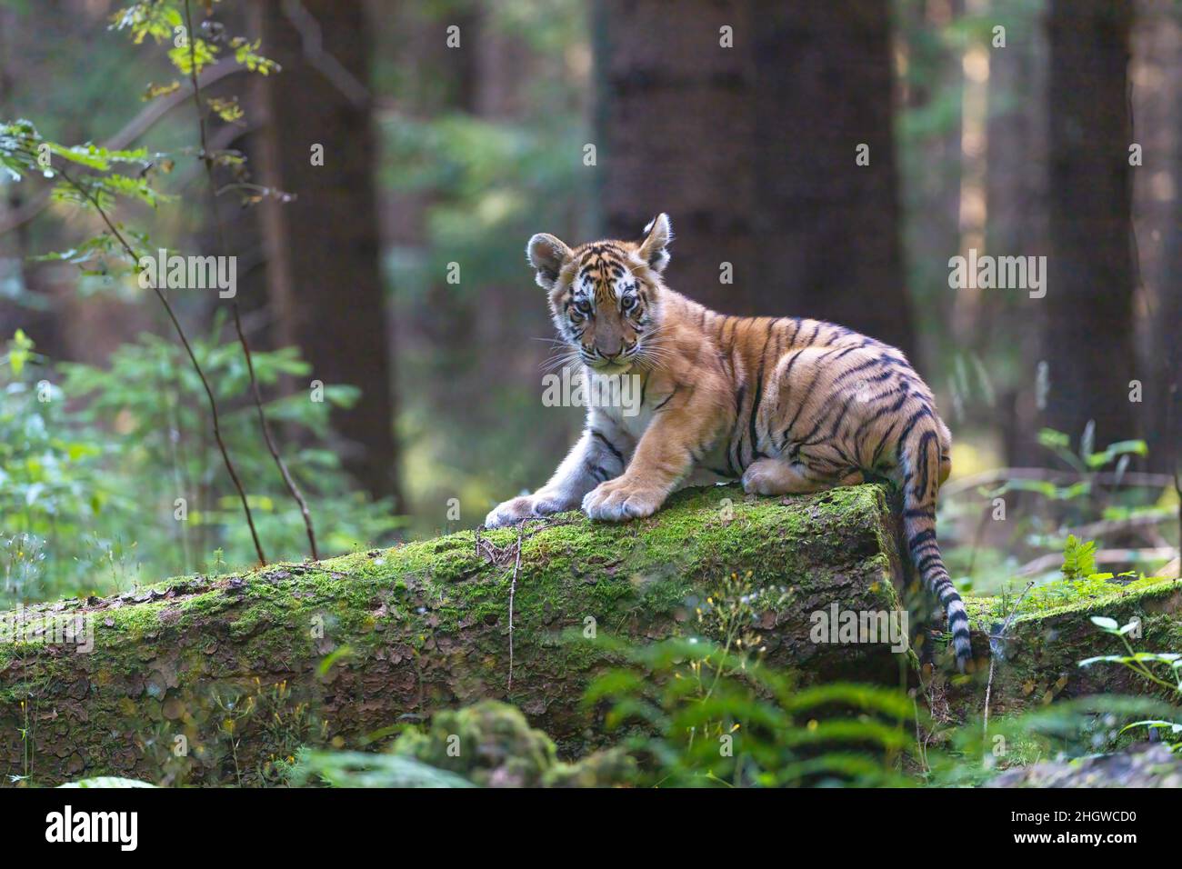 Bengal tiger cub is posing on a fallen tree trunk covered with moss ...