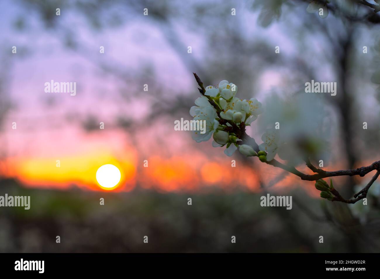 Flowering cherry tree sunset hi-res stock photography and images - Alamy