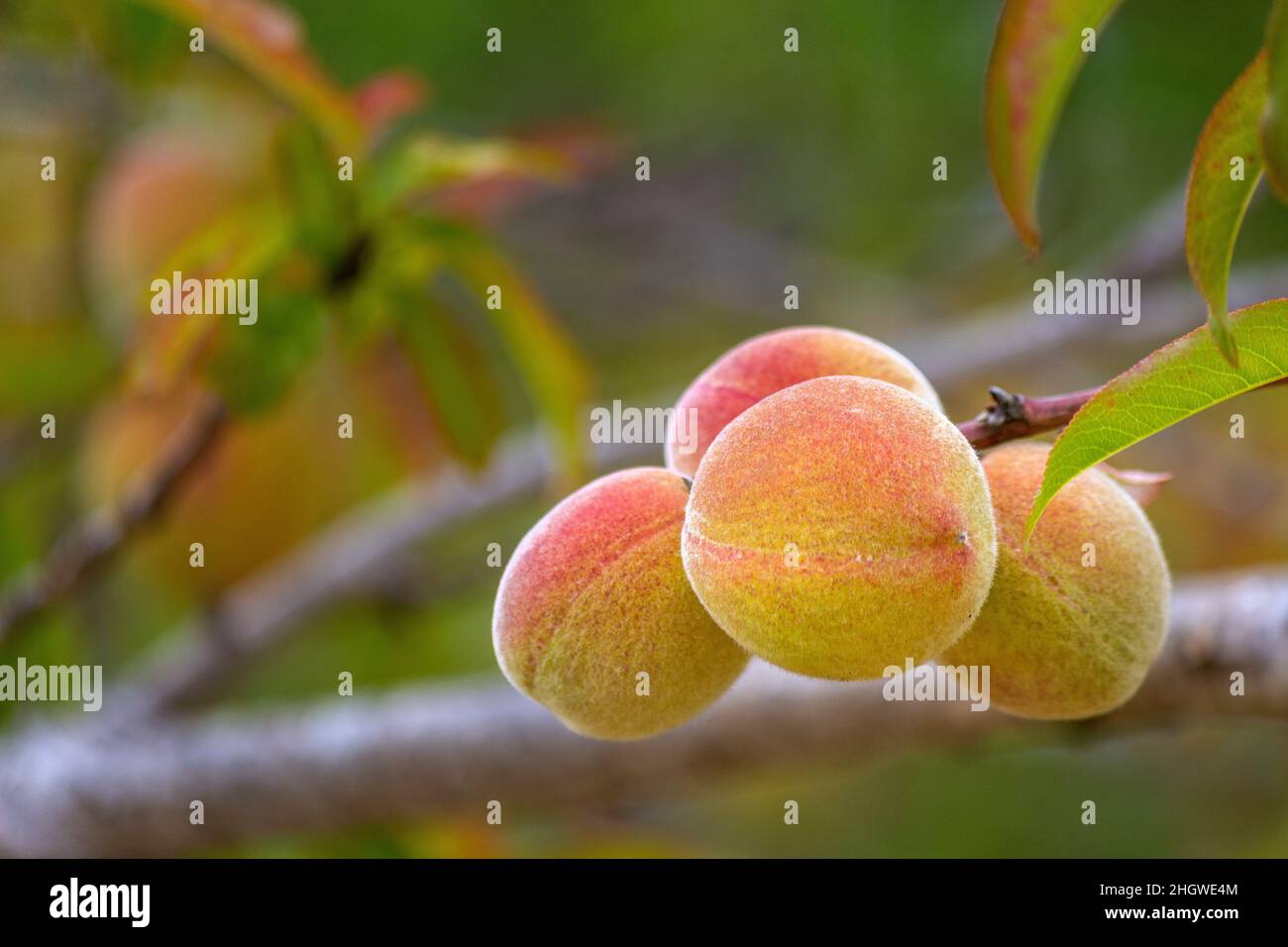 Growing peaches, species Prunus persica a deciduous tree native to ...