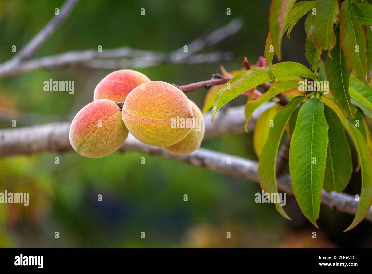 Growing peaches, species Prunus persica a deciduous tree native to ...