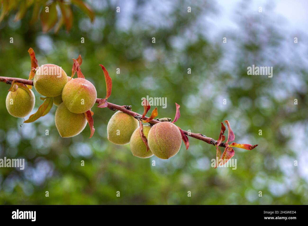 Growing peaches, species Prunus persica a deciduous tree native to ...