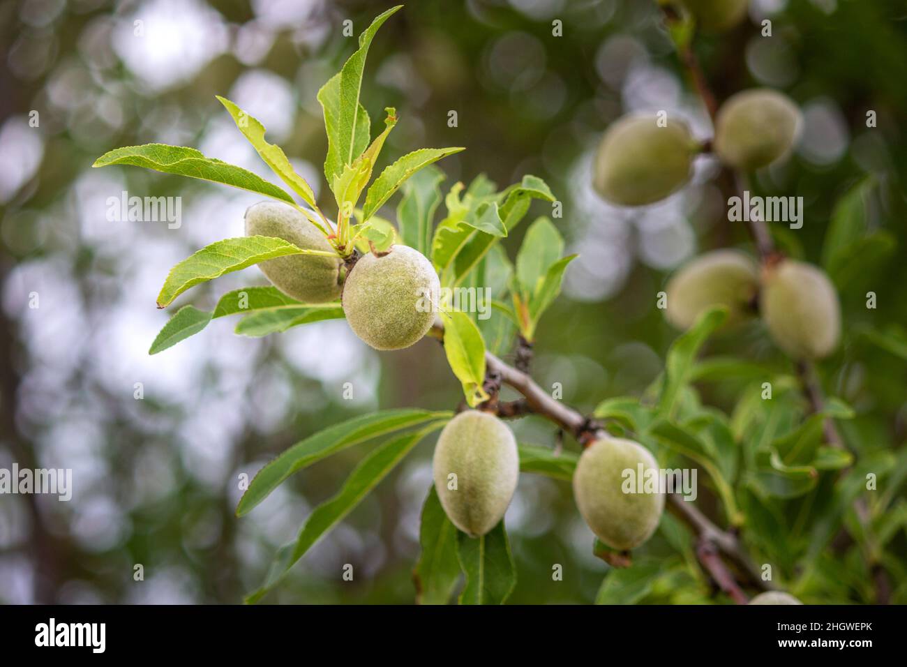Branch with unripe fruits close up of an almond tree, species Prunus ...