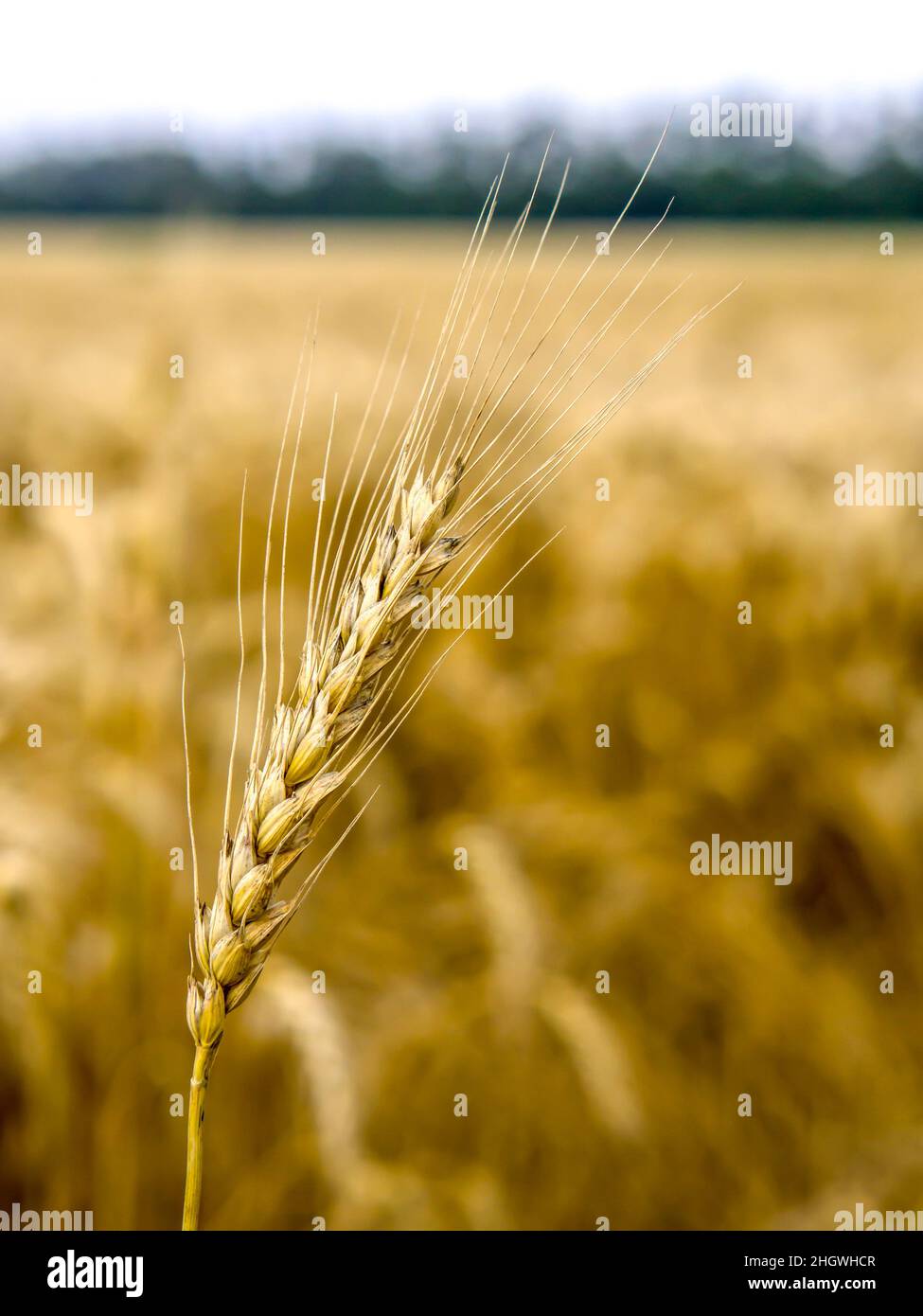 Ripe golden ears of wheat bent under their own weight. Ear of wheat ...