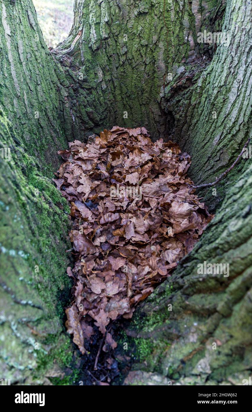leaf litter in cavity of multi-trunked oak tree Stock Photo - Alamy