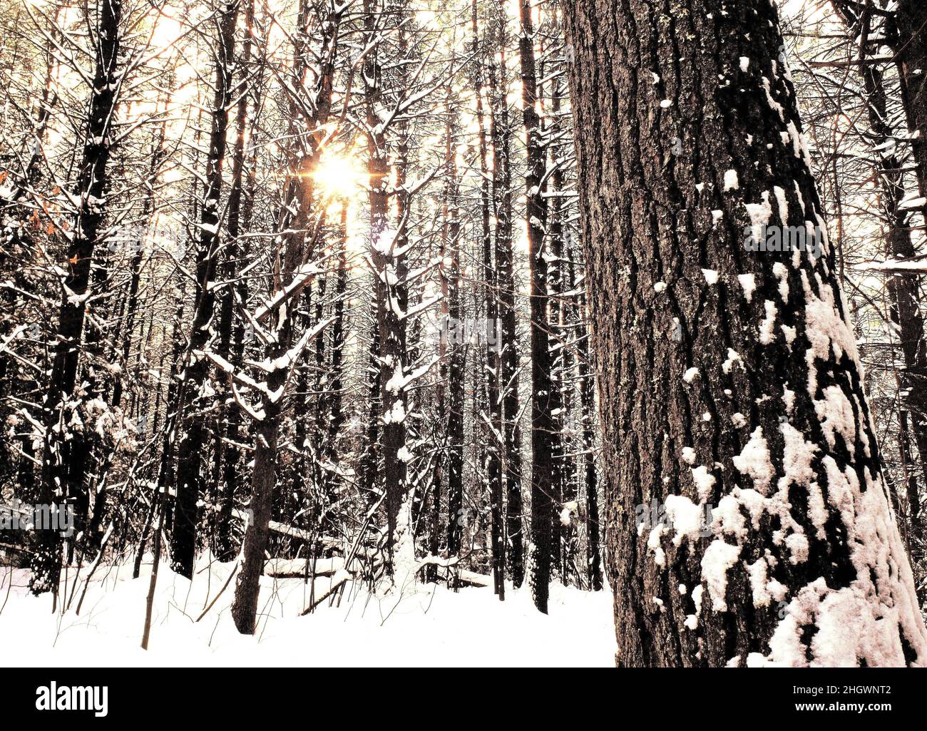 White Mountain National Forest in winter Stock Photo - Alamy