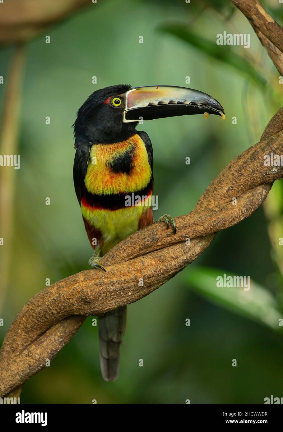Collared Aracari (Pteroglossus torquatus Stock Photo - Alamy