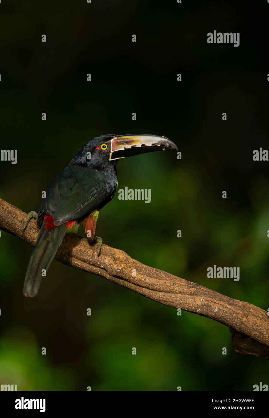 Ramphastidae pteroglossus torquatus hi-res stock photography and images ...