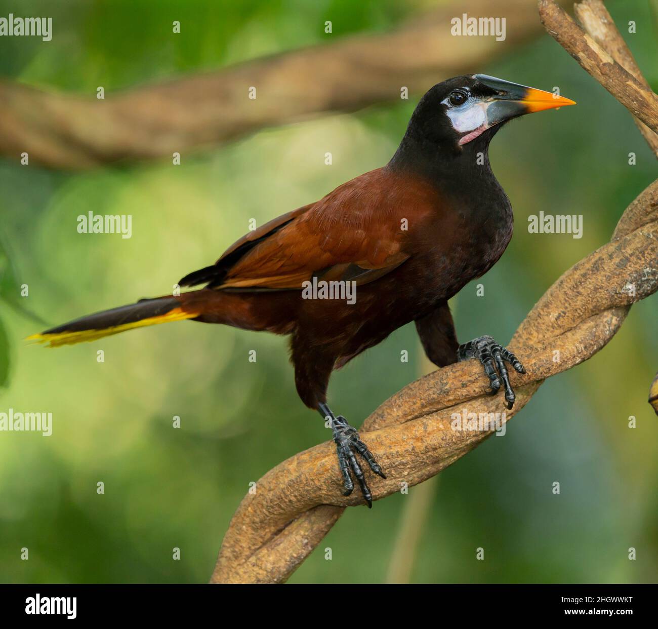 Montezuma oropendola hi-res stock photography and images - Alamy