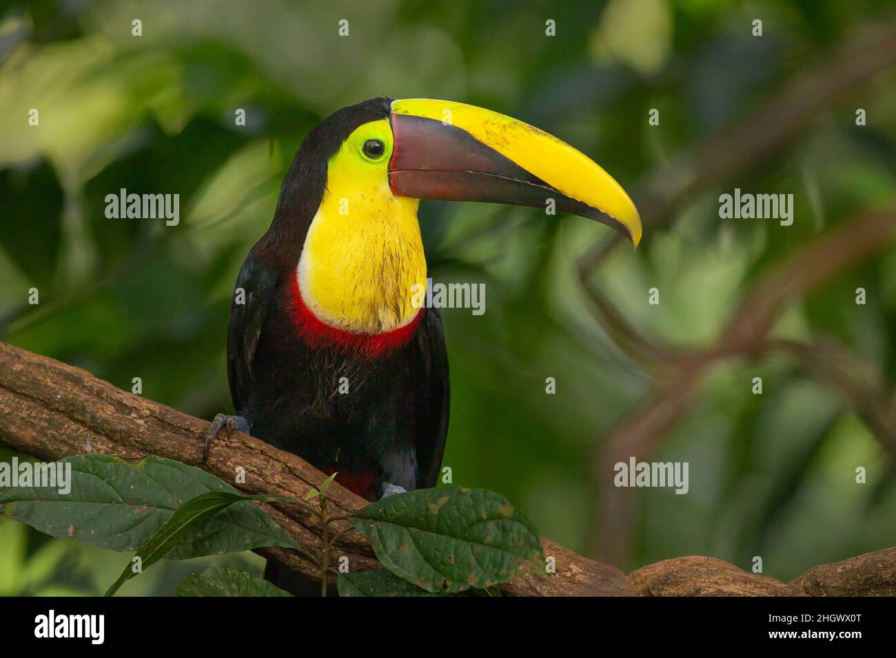 Black-mandibled Toucan (Ramphastos ambiguus Stock Photo - Alamy