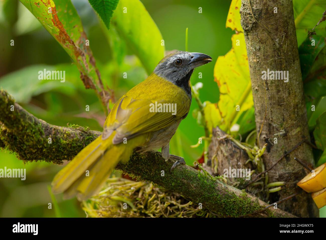 Buff throated saltator hi-res stock photography and images - Alamy