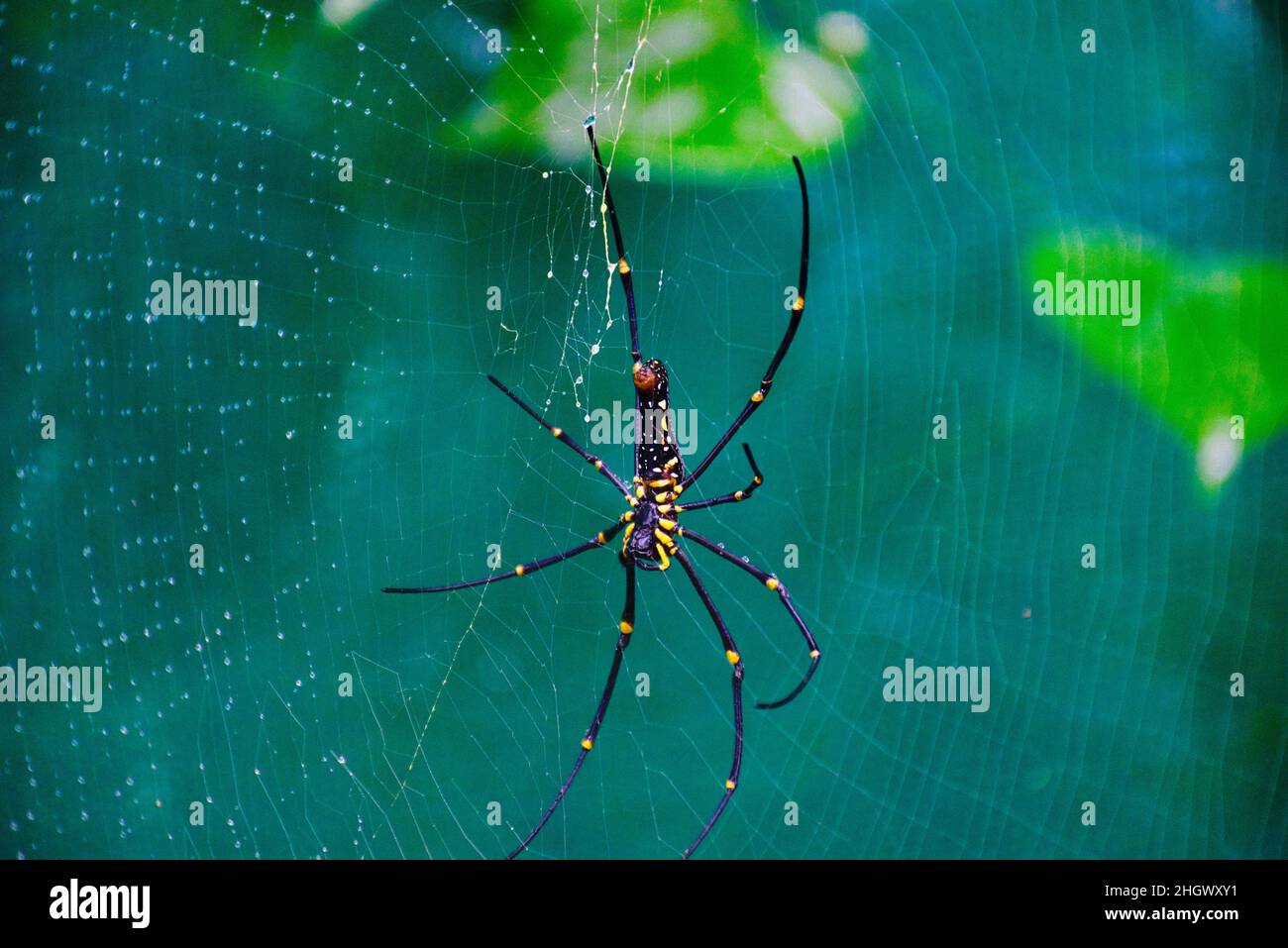 Spider and web at a plantation in South India Stock Photo - Alamy