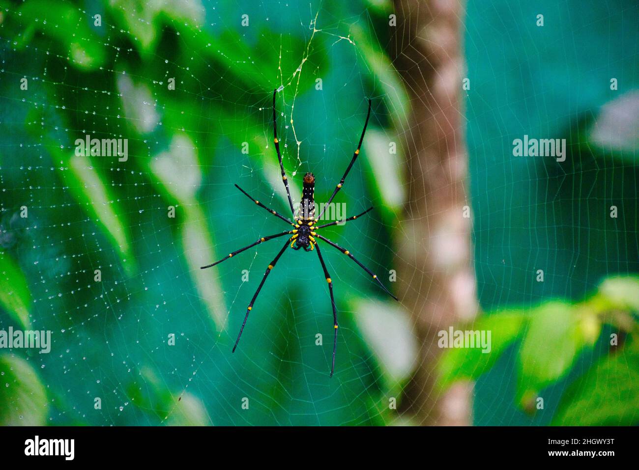 Spider and web at a plantation in South India Stock Photo - Alamy