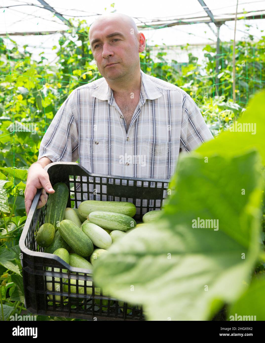 Farmer with cucumbers harvest Stock Photo - Alamy
