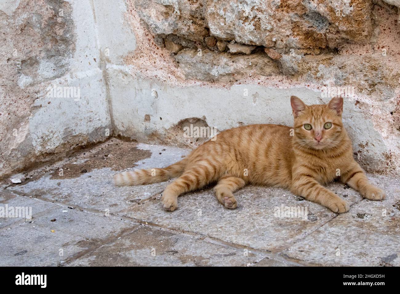 Old Akko, Israel Stock Photo - Alamy