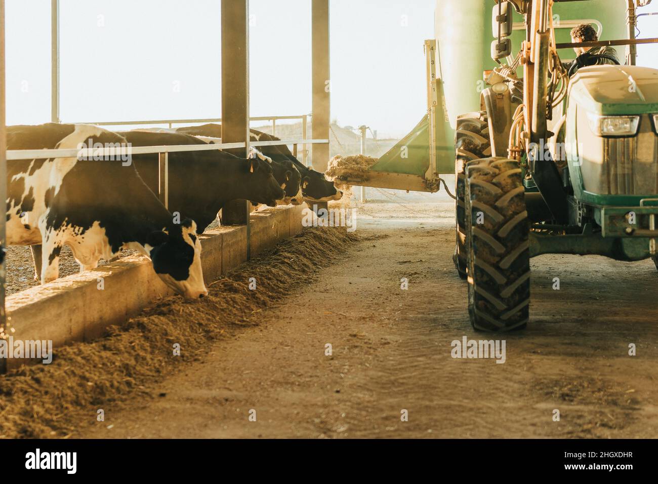 Tractor cows hi-res stock photography and images - Alamy
