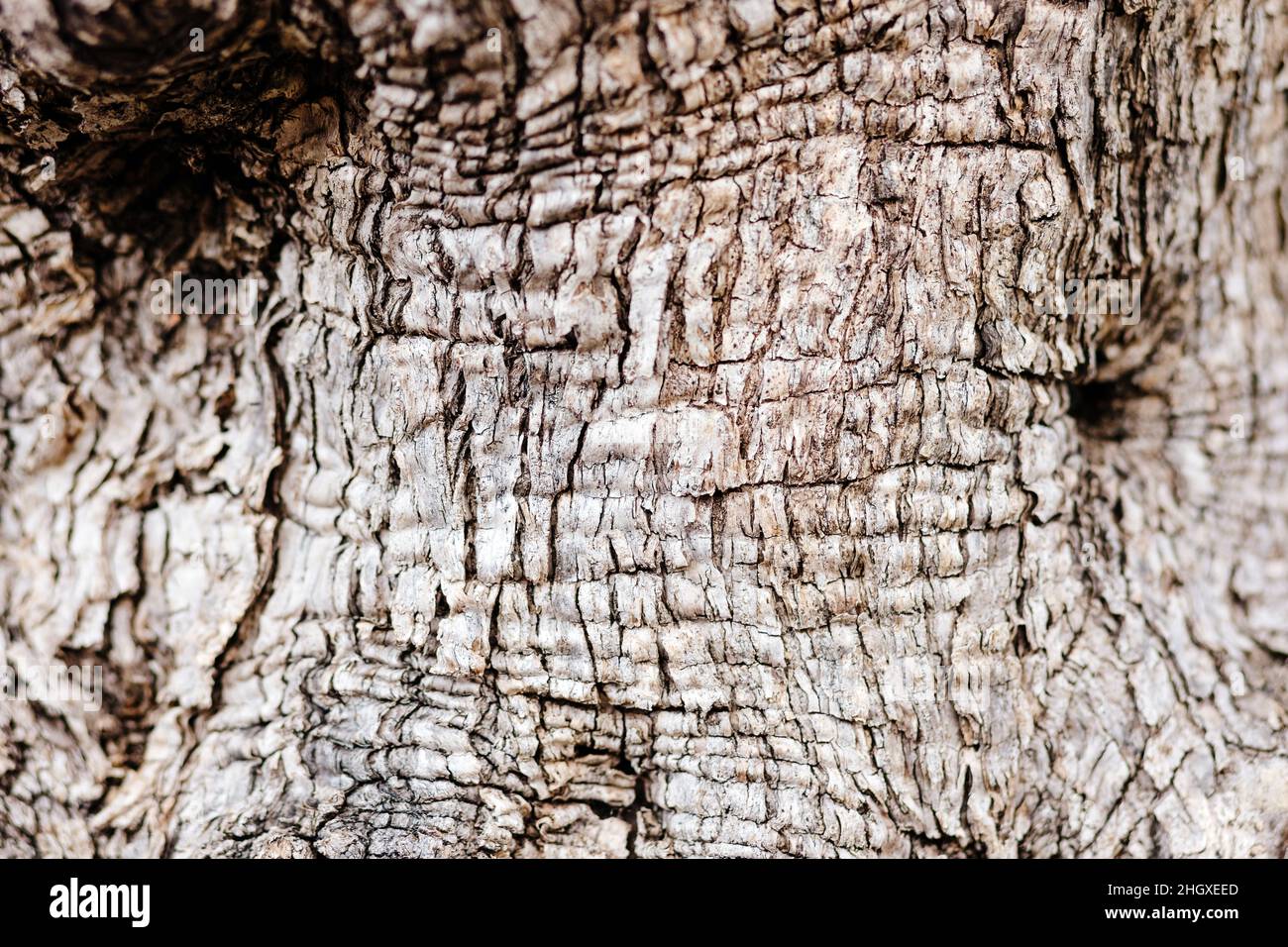 rustic wood bark texture background Stock Photo - Alamy