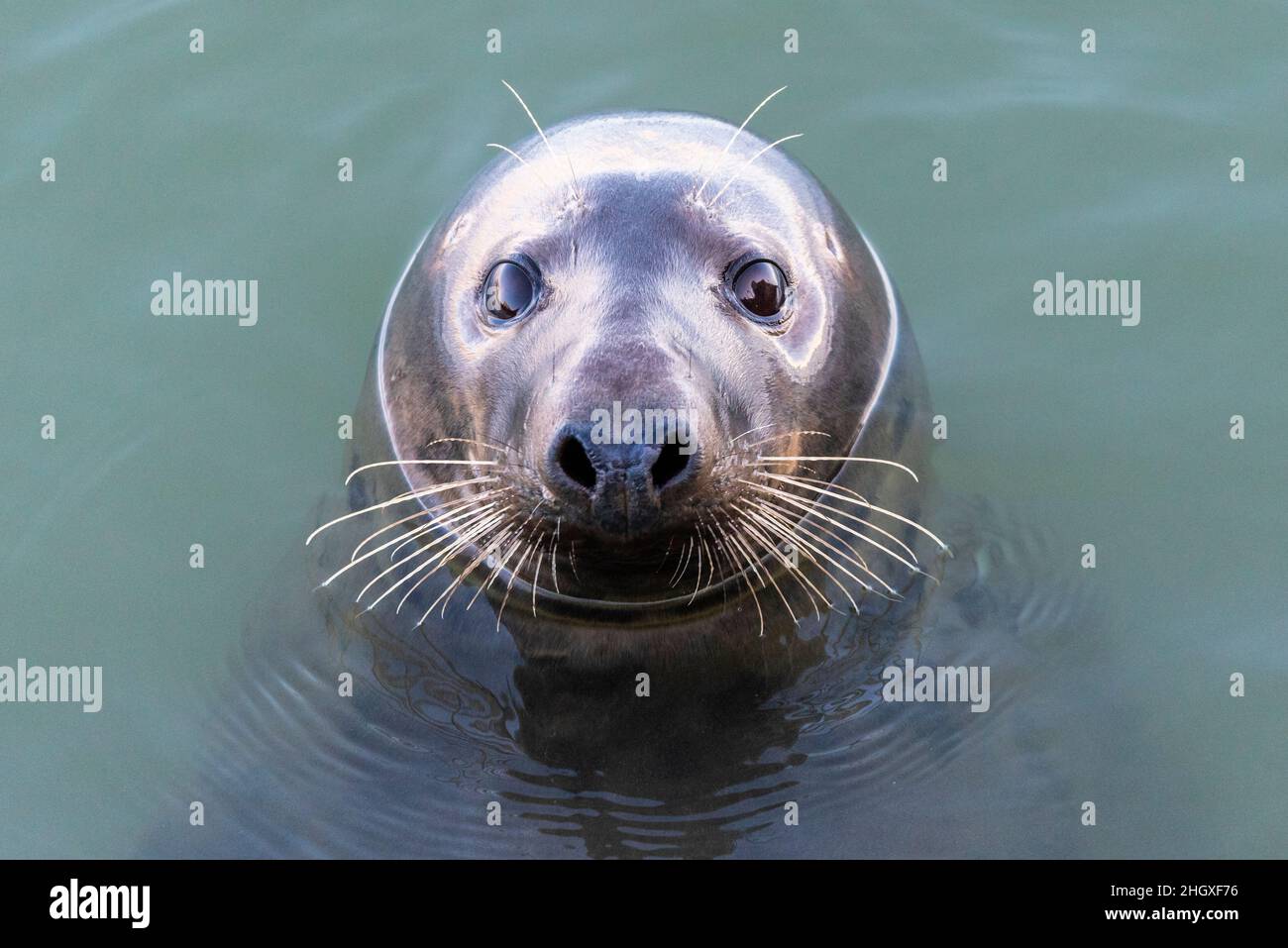 Thames wildlife hi-res stock photography and images - Alamy