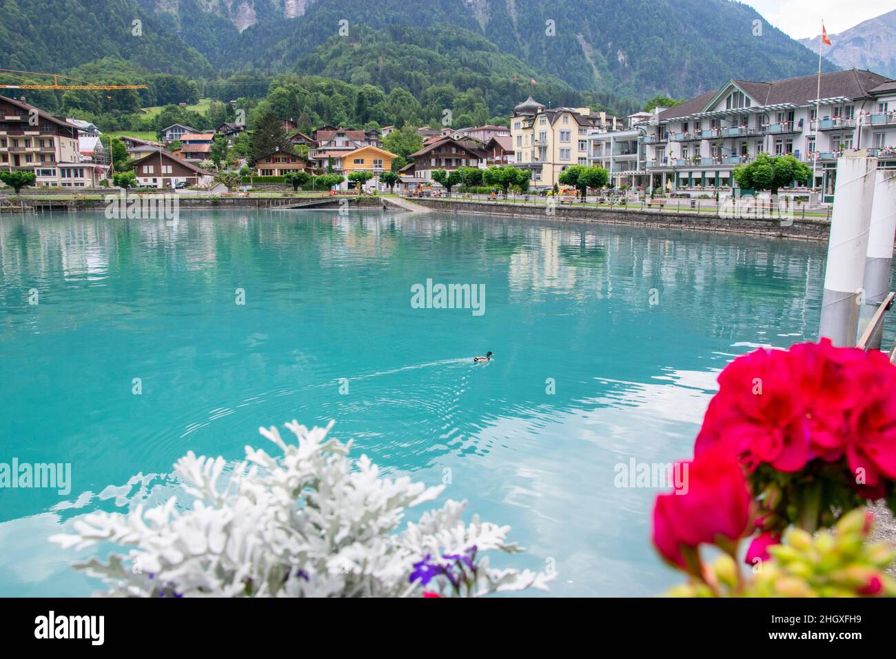 Turquoise color lake view with a swimming duck and amazing mountain ...