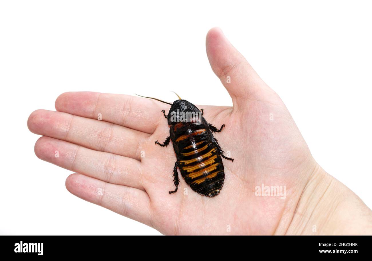 Beautiful huge Madagascar Hissing Cockroach crawls on human hand Stock ...