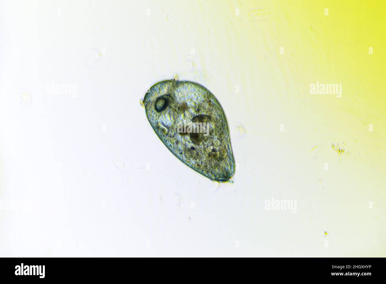 Pond water microscope hi-res stock photography and images - Alamy