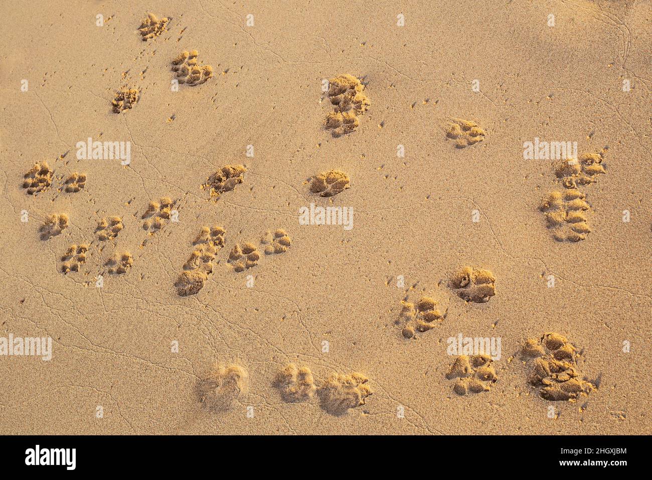 Dog footprints on sand beach in sunny day Stock Photo - Alamy