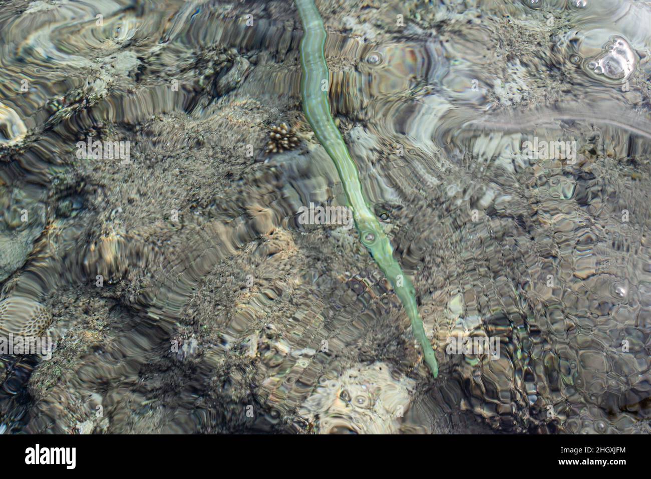 Smooth cornetfish - Fistularia commersonii, coral reef Red Sea, Egypt ...