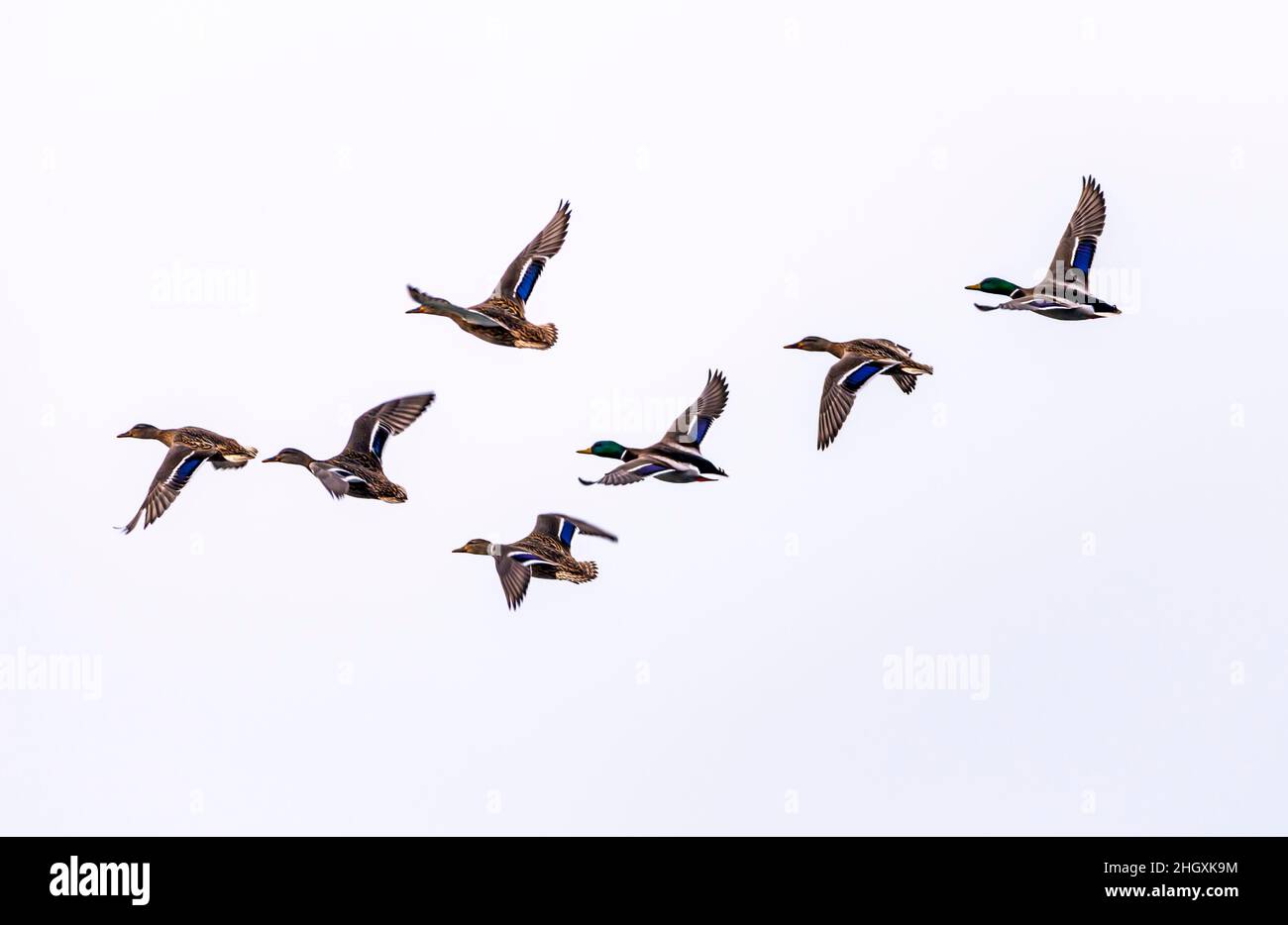 Flying flock ducks hi-res stock photography and images - Alamy