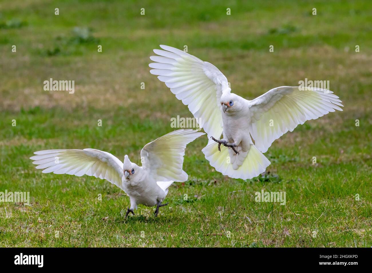 Australian Little Corella in flight Stock Photo - Alamy