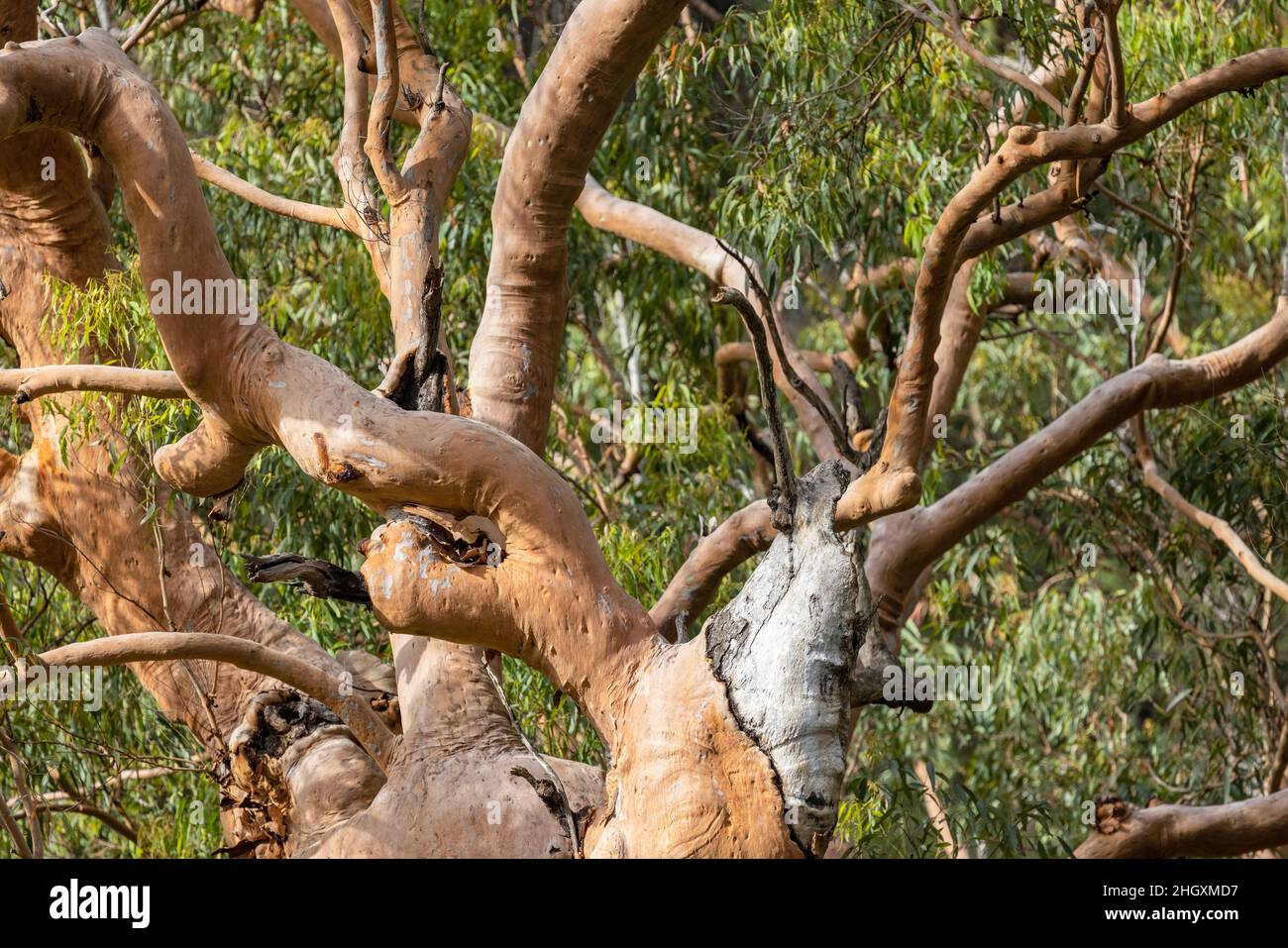 Sydney red gum tree hi-res stock photography and images - Alamy