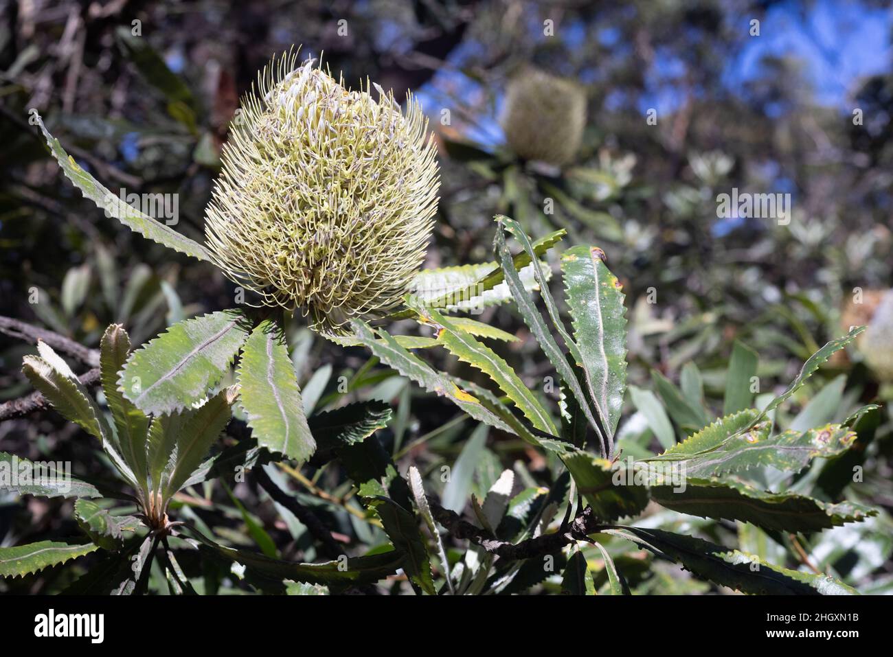 Banksia tree hi-res stock photography and images - Alamy