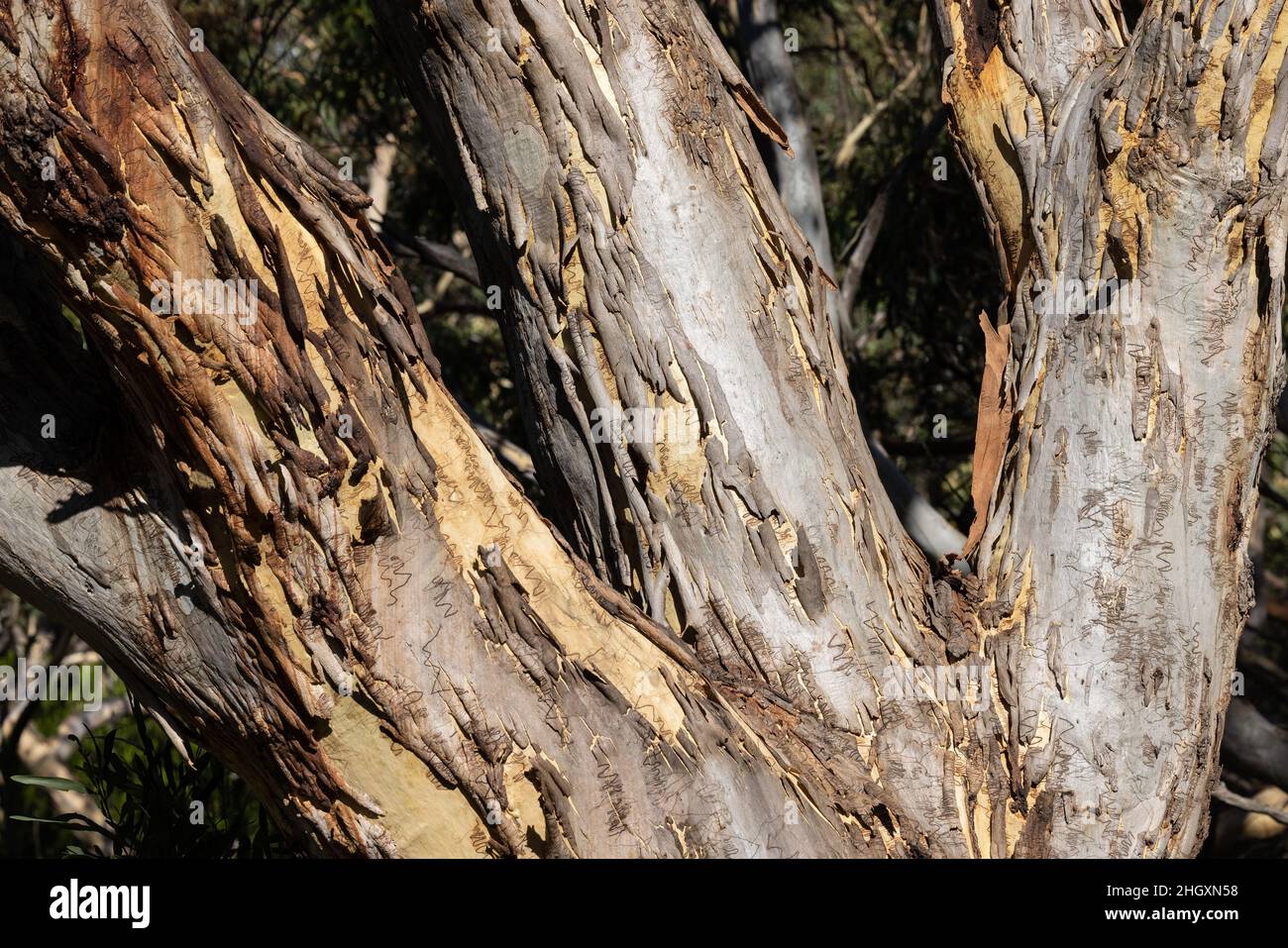 Scribbly gum tree hi-res stock photography and images - Alamy