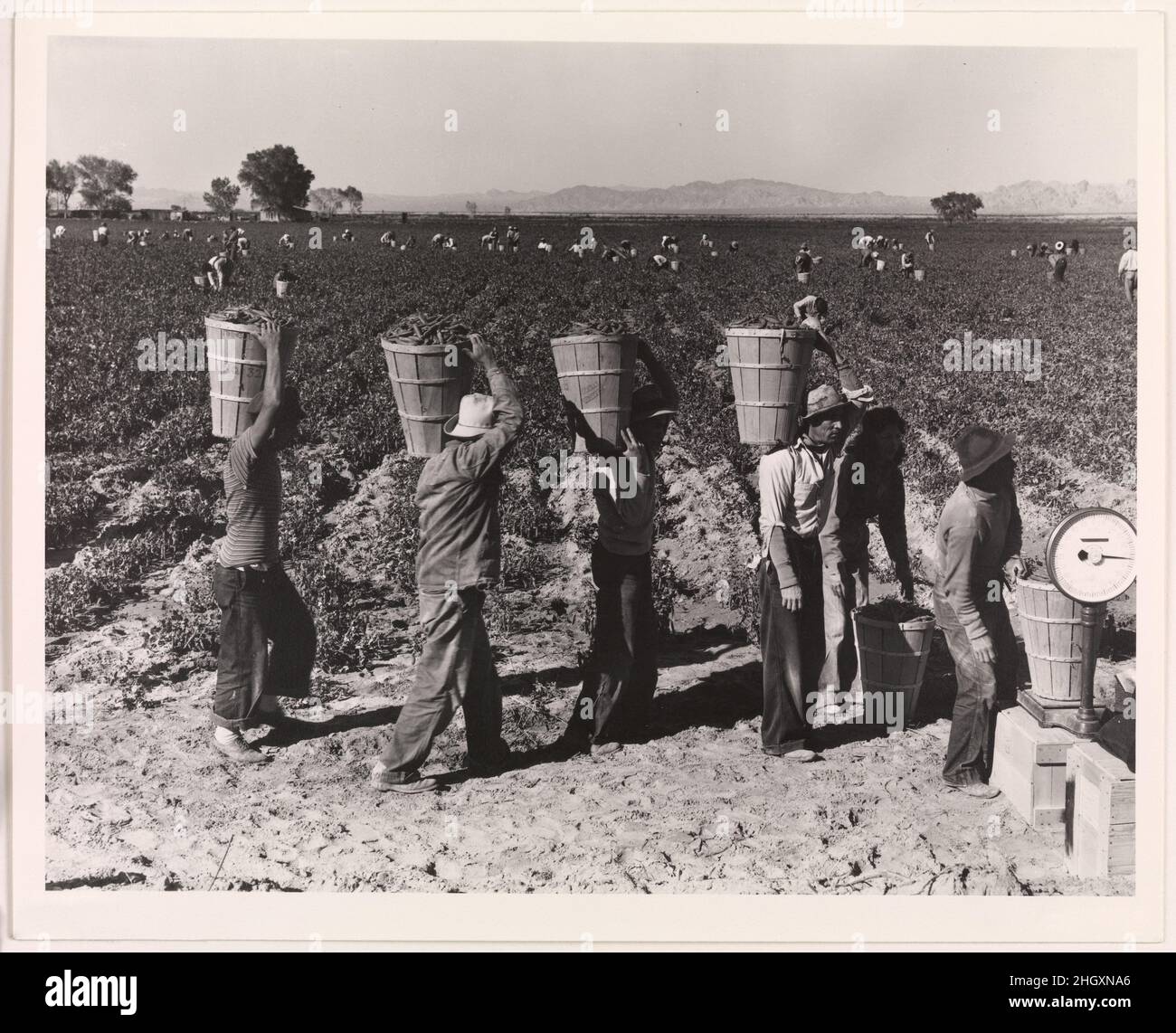 Pea Pickers Line Up on Edge of Field at Weigh Scale, near Calipatria ...
