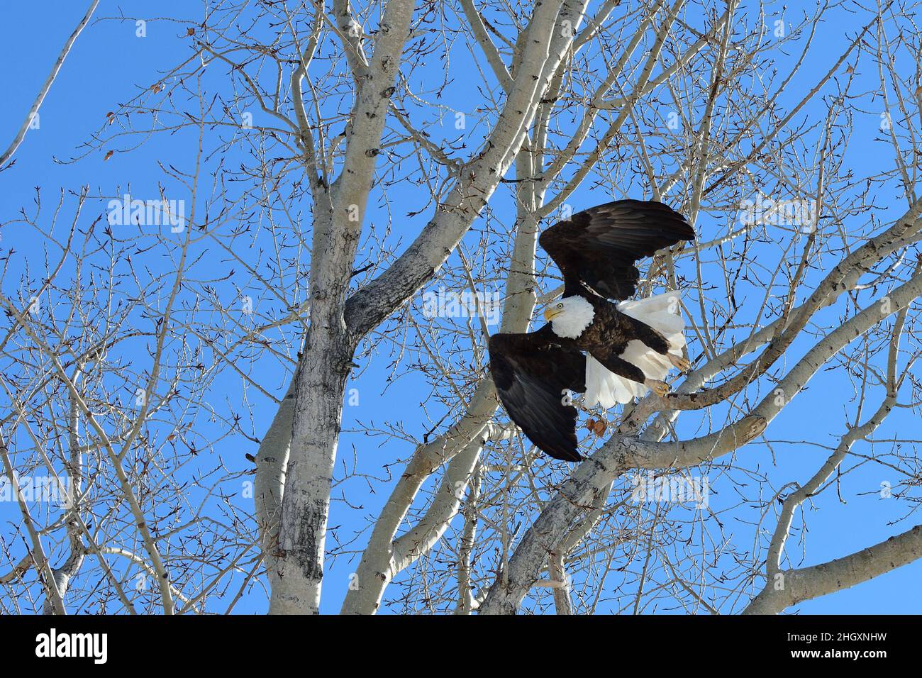 Eagle on branch hi-res stock photography and images - Alamy