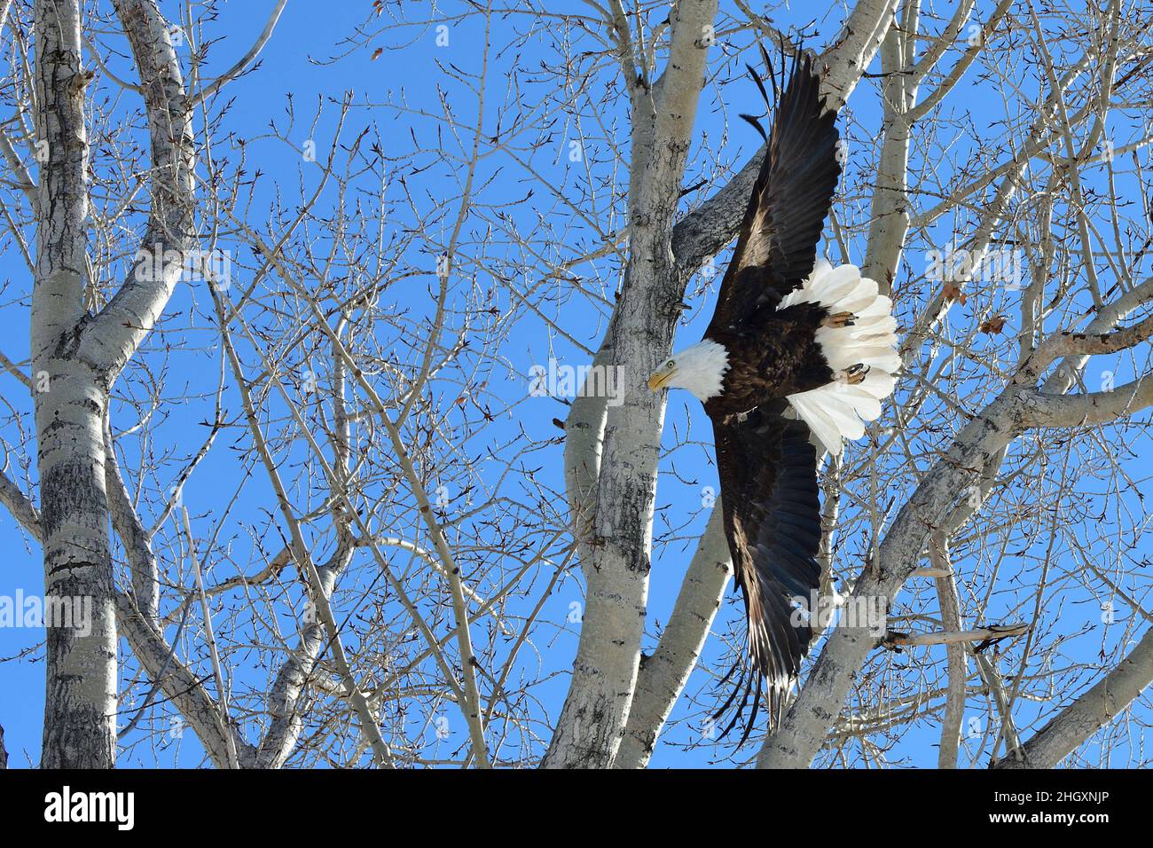 Eagle on branch hi-res stock photography and images - Alamy