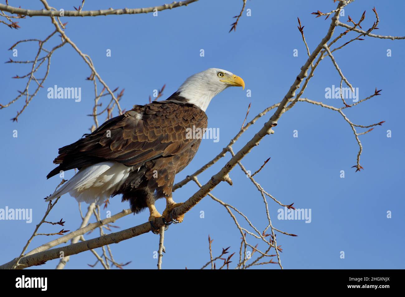 Beautiful bald eagle on hi-res stock photography and images - Alamy