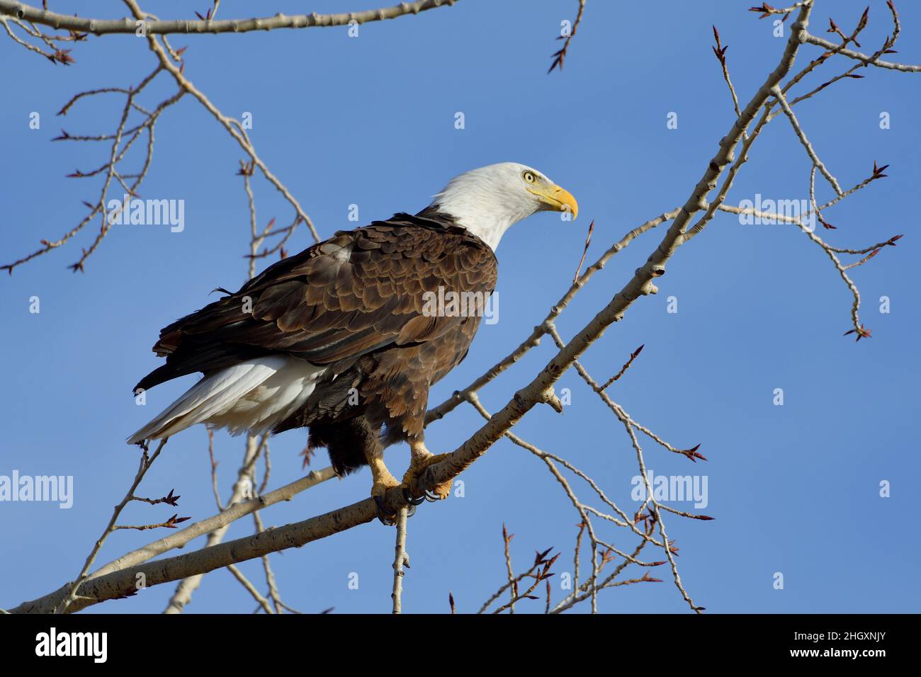 Eagle on branch hi-res stock photography and images - Alamy
