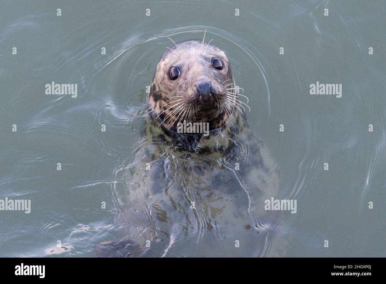 Thames wildlife hi-res stock photography and images - Alamy